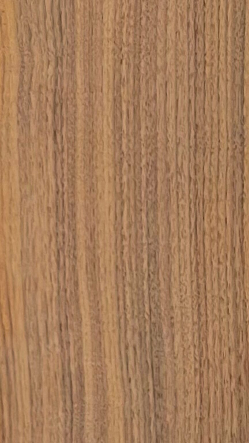 Nogal Rayado – Chapillas Pamela